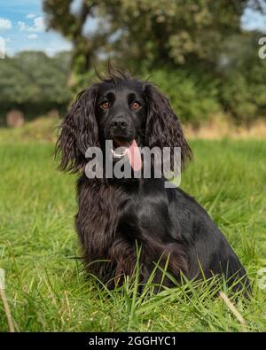 black working cocker spaniel Stock Photo - Alamy