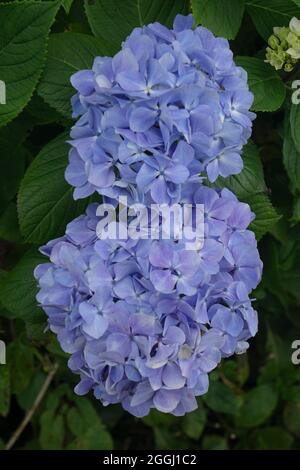 Vertical shot of beautiful blue hydrangea flowers blooming in spring ...
