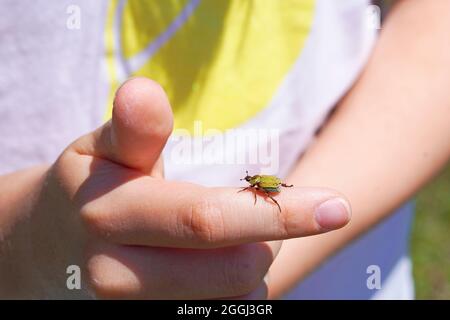 Gold dust tree beetle on hand. Insect close up. Hoplia argentea Stock ...