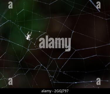 Spider exoskeleton after molt in white background - ecdysis Stock Photo ...