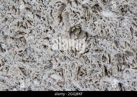 Fossil sea shells embedded in rocks Stock Photo - Alamy