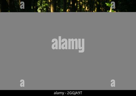 Germany, Teutoburg Forest, Großer and Kleiner Freeden, Osnabrücker Land ...