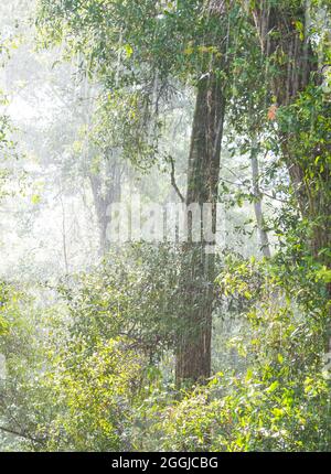 Florida weather in summer rain season. Blue sky with white clouds ...