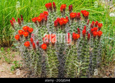 Red Orange Flowers Claret Cup Cactus Hedgehog Cactus Kingcup Cactus ...