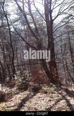 Germany, Teutoburg Forest in Munster region, Ibbenbueren Stock Photo ...