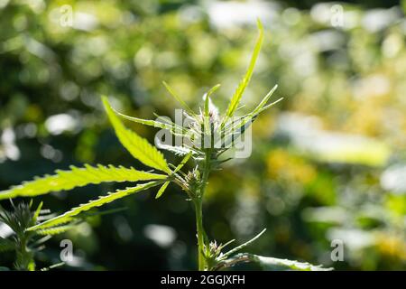 young bud of medicinal marijuana plant growing on a farm Stock Photo ...