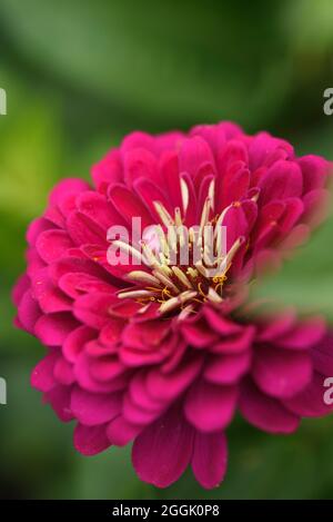 Closeup of the blossomed purple zinnia flower in the garden Stock Photo ...