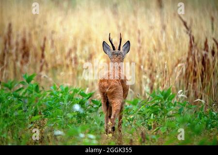 Roebuck leafed up Stock Photo - Alamy