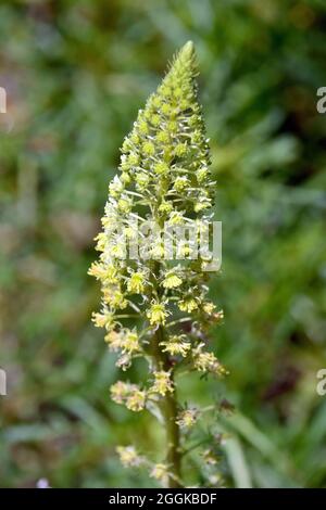 wild mignonette, yellow mignonette, Gelber Wau, Reseda lutea, vadrezeda ...