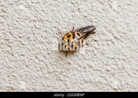 wild dangerous red ladybug insect with black dots Stock Photo - Alamy