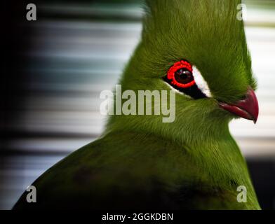 Selective of a cute green turaco Stock Photo - Alamy