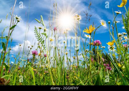meadow, sunbeams, spring, meadows, sun beams, sun ray, sun rays ...