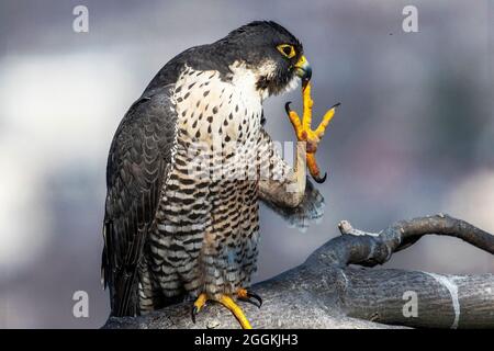 Peregrine falcon preening Stock Photo - Alamy