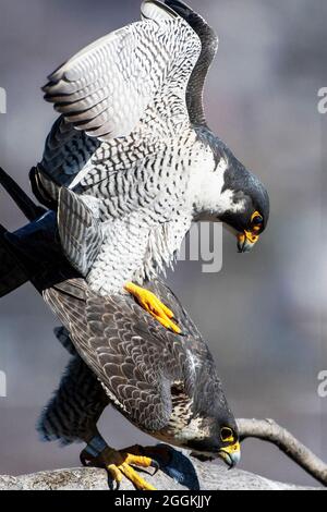 Peregrine Falcons mating Stock Photo - Alamy