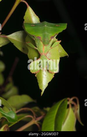 Monteith’s Leaf-insect nymph, Phyllium monteithi, at Sydney, New South ...