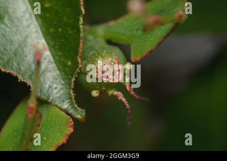 Female Monteith’s Leaf-insect, Phyllium monteithi, on a white ...