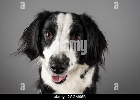 Sprollie (border collie x springer spaniel), liver and white, 5 year ...