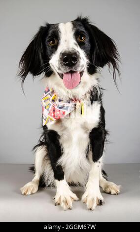 Sprollie (border collie x springer spaniel), liver and white, 5 year ...