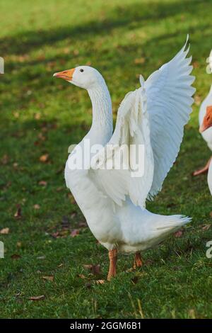 Domestic geese (Anser anser domesticus) standing on a rock Stock Photo ...