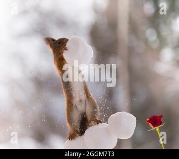 red squirrel holding a snowball Stock Photo - Alamy
