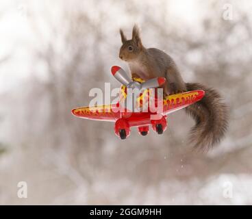 red squirrel is standing on a plane Stock Photo - Alamy