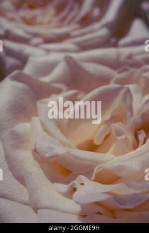 Close-up details of soft petals like pink zinnia, yellow lily, purple ...