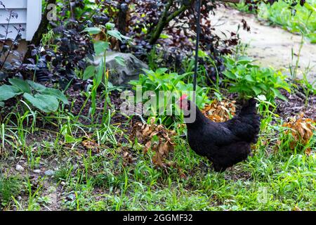 A black free-range australorp chicken hen wanders her DeKalb County ...