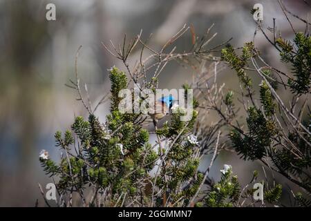 Variegated Fairywren (Malurus lamberti) - Male perched on branch Stock ...
