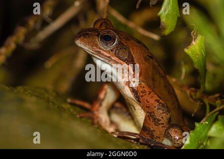 Common frog in its puddle at dusk Stock Photo - Alamy