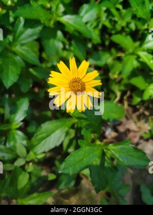 A vertical shot of a beautiful yellow flower Stock Photo - Alamy
