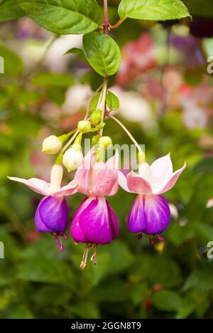 Fuchsia sp multi color flower in Guatemala Stock Photo - Alamy