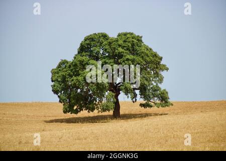 lonely tree in a alentejo farm, the south of portugal Stock Photo - Alamy
