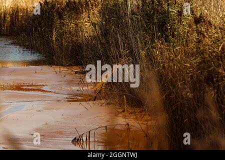 the pipe discharges waste into the water. contamination of the ...