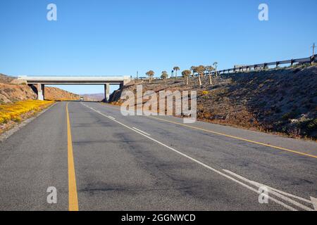 Spring flowers of the Northern Cape, Springbok, South Africa Stock ...