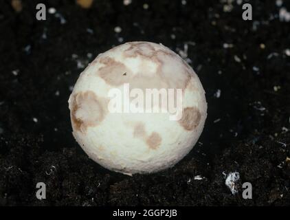 Verticillium dry bubble disease (Lecanicillium fungicola) infection on ...