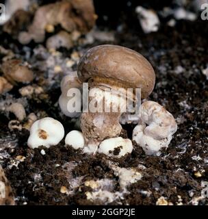 Verticillium dry bubble disease (Lecanicillium fungicola) infection on ...