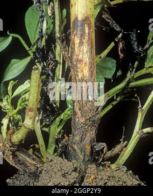 Symptoms of foot rot (Fusarium solani f.sp. viciae) on field bean stem ...