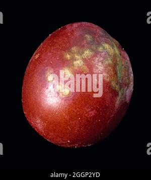 Agriculture - Crop disease; lesions caused by Blast disease on foliage ...