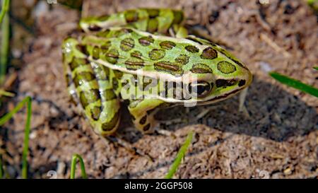 Leopard Frog Close-up Stock Photo - Alamy