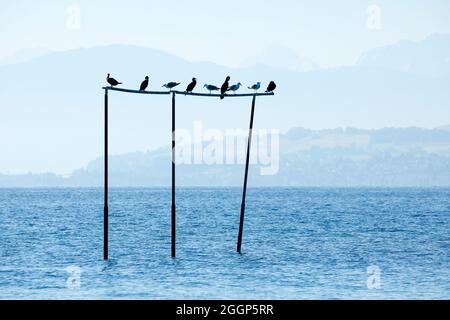 Blick von Arbon über den Bodensee Richtung Romanshorn bei farbigem ...