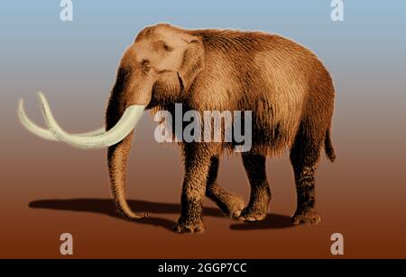 A mammoth is any species of the extinct genus Mammuthus, proboscideans ...