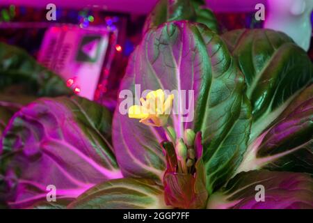 Extra Dwarf' pak choi (bok choy) plants growing aboard the ...