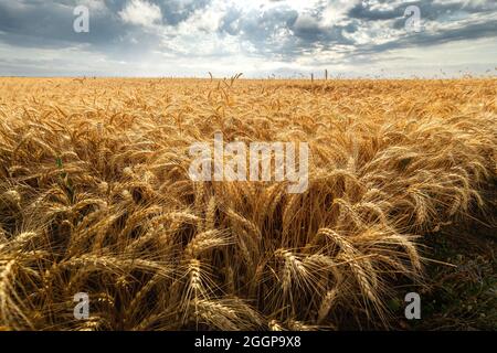field of soybeans and wheat before sunset Stock Photo - Alamy