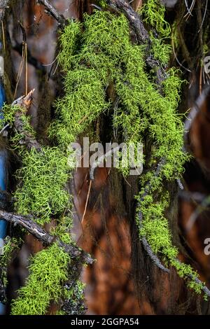 wolf lichen (Letharia vulpina Stock Photo - Alamy