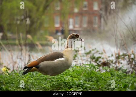 Egyptian goose in high grass in front of water fountain Stock Photo - Alamy