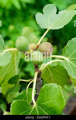 Figs ripening on a tree with fig leaves all around Stock Photo - Alamy