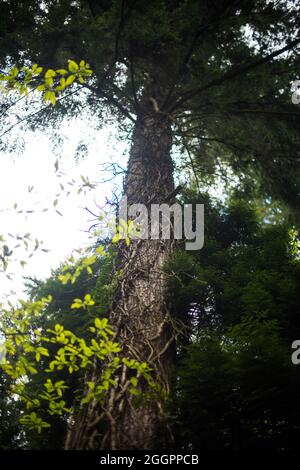 Soudley Ponds, summer 2021 Stock Photo - Alamy