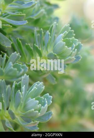Two row stonecrop (Sedum spurium 'Fuldaglut' syn. Phedimus spurius ...