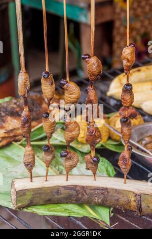 Suri worms (Rhynchophorus palmarum) on a market in Iquitos, Peru Stock ...