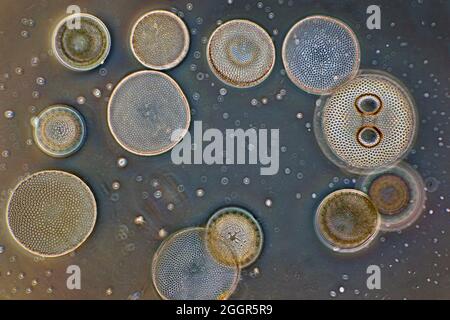 Mixed fossil diatom species, Newcastle, Barbados, the Caribbean Stock ...